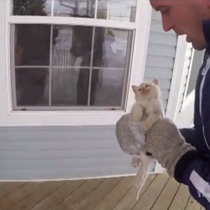 Watch Kitten Frozen In Ice Make Amazing Recovery | PetCareRx