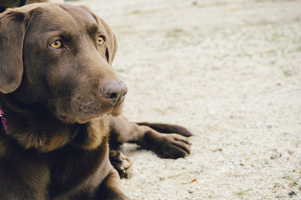 How To Get An Emotional Support Animal Certification PetCareRx