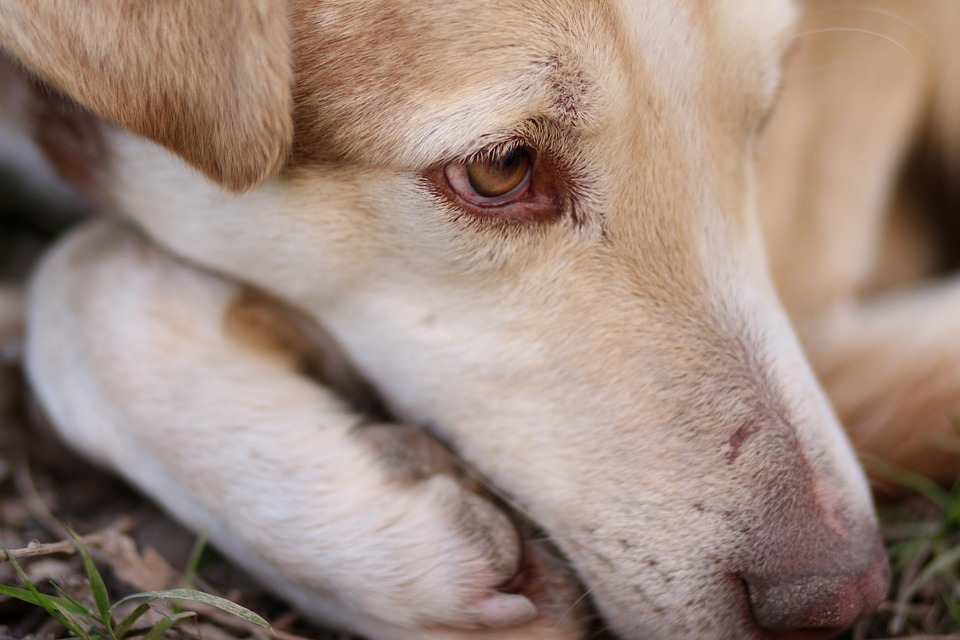 How Good Or Bad Is Garlic For Dogs PetCareRx